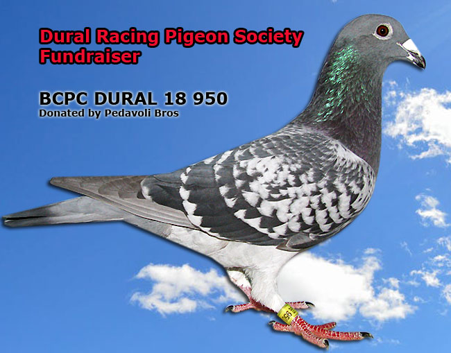 Stock Birds | Northern Gold Coast | Hudson Lofts